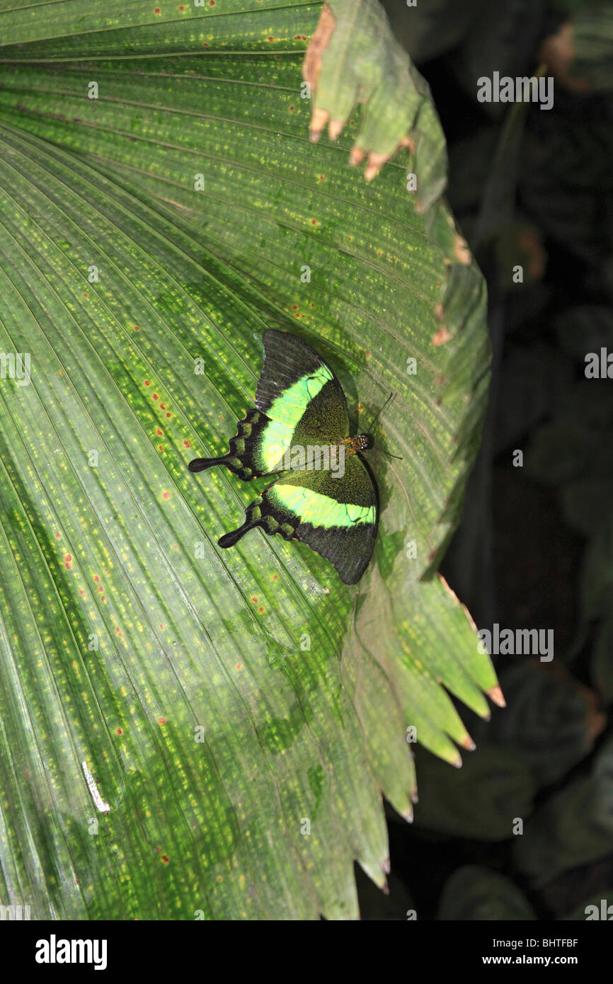 Green Swallowtail Butterfly
