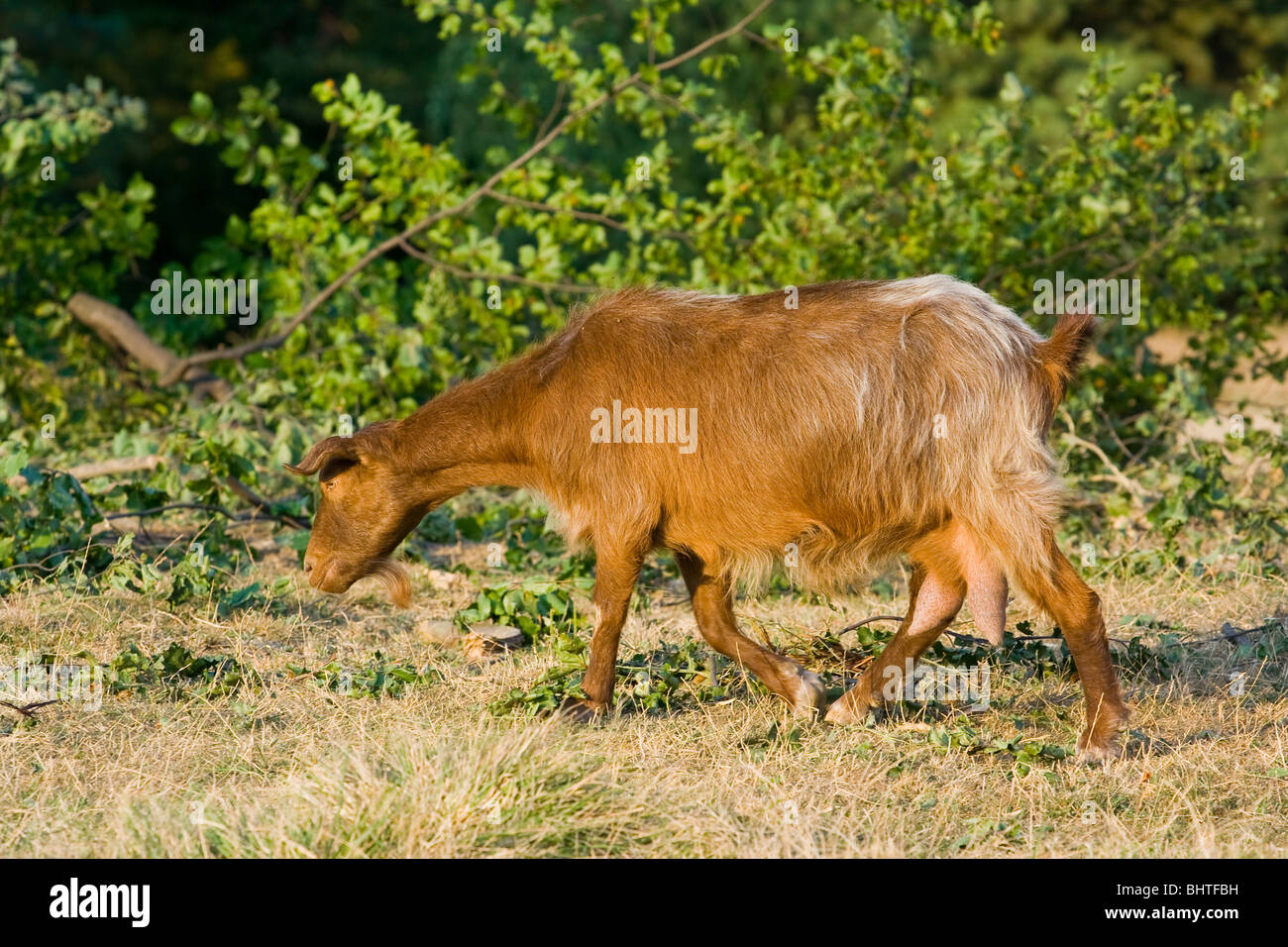 A brown goat walking with trees and bushes in background Stock Photo ...