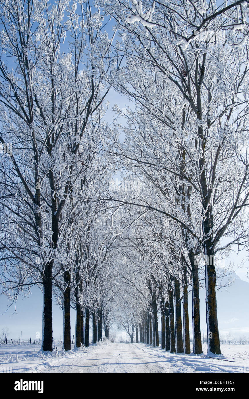 Parallel rows of trees and a road covered with snow Stock Photo - Alamy