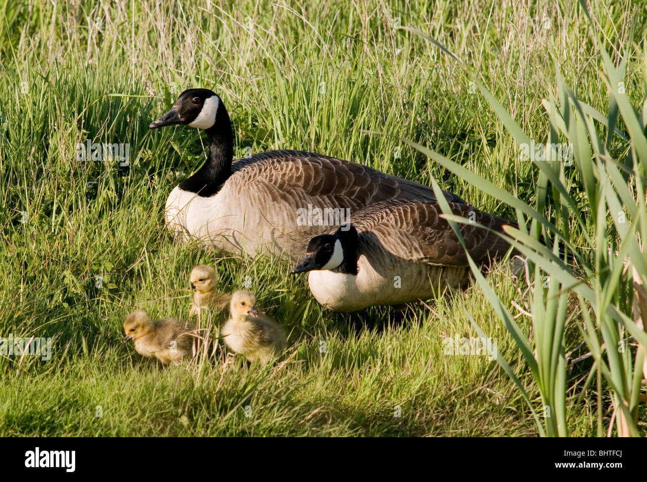 Canada Geese Chicks High Resolution Stock Photography and Images - Alamy