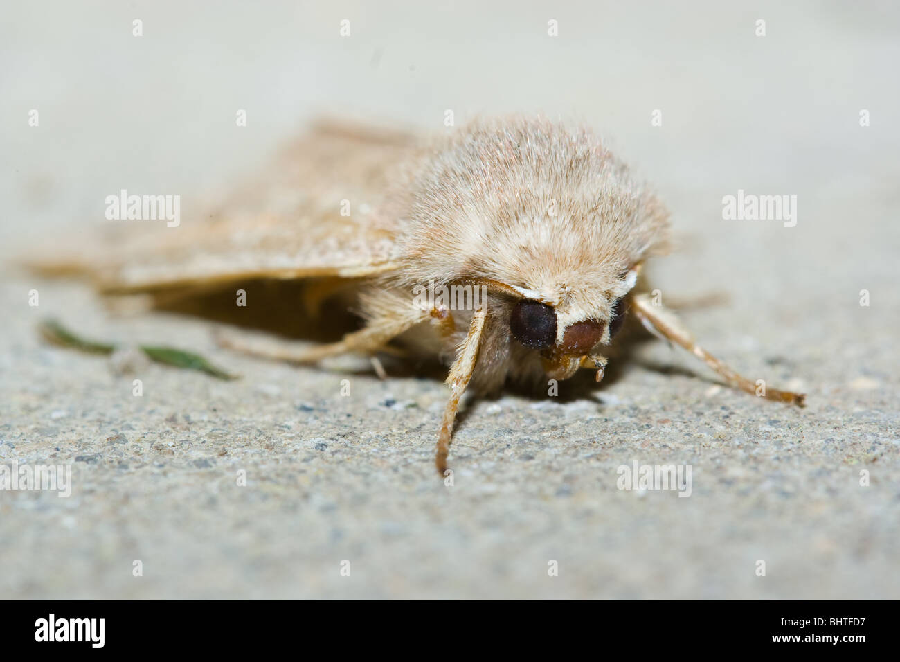 Closeup of a white moth Stock Photo - Alamy
