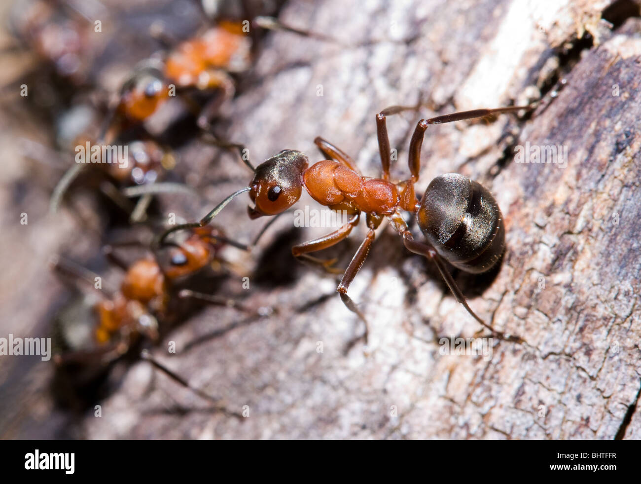Colony of ants hi-res stock photography and images - Alamy