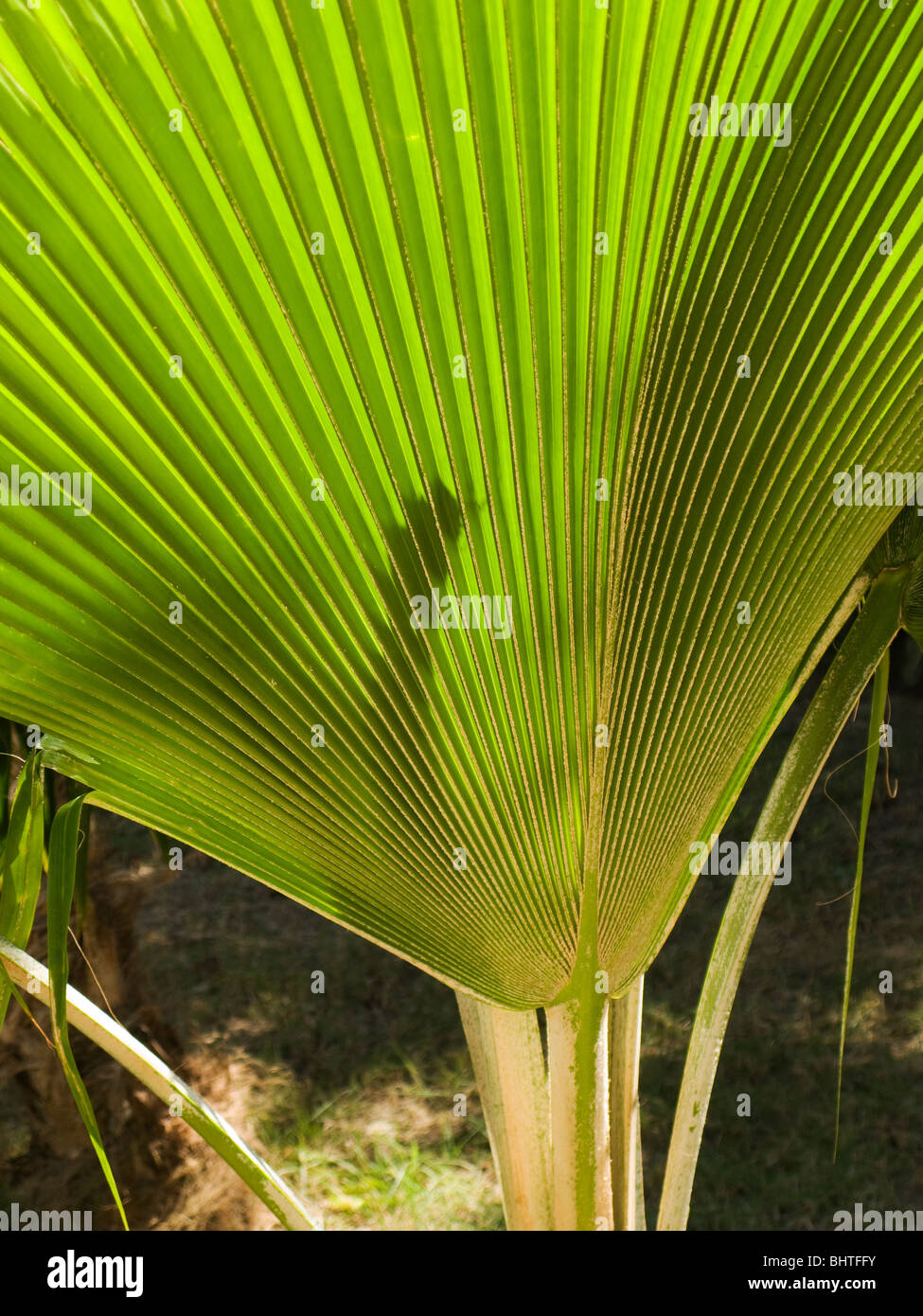 Exotic plants in the Dominican Republic Stock Photo - Alamy