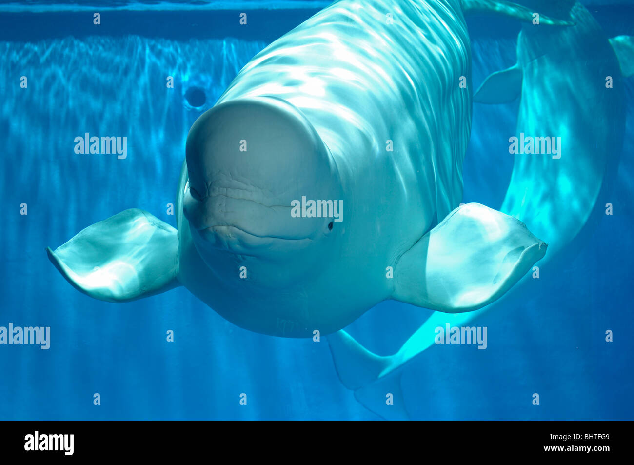 BELUGA (WHITE WHALE Stock Photo - Alamy