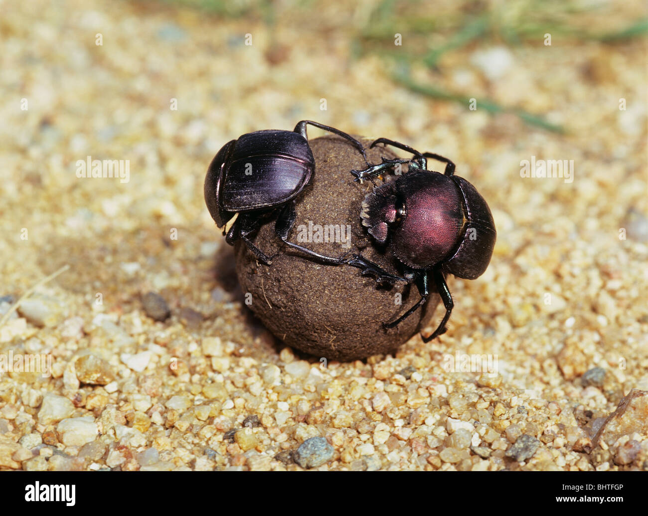 Scarab beetles hi-res stock photography and images - Alamy