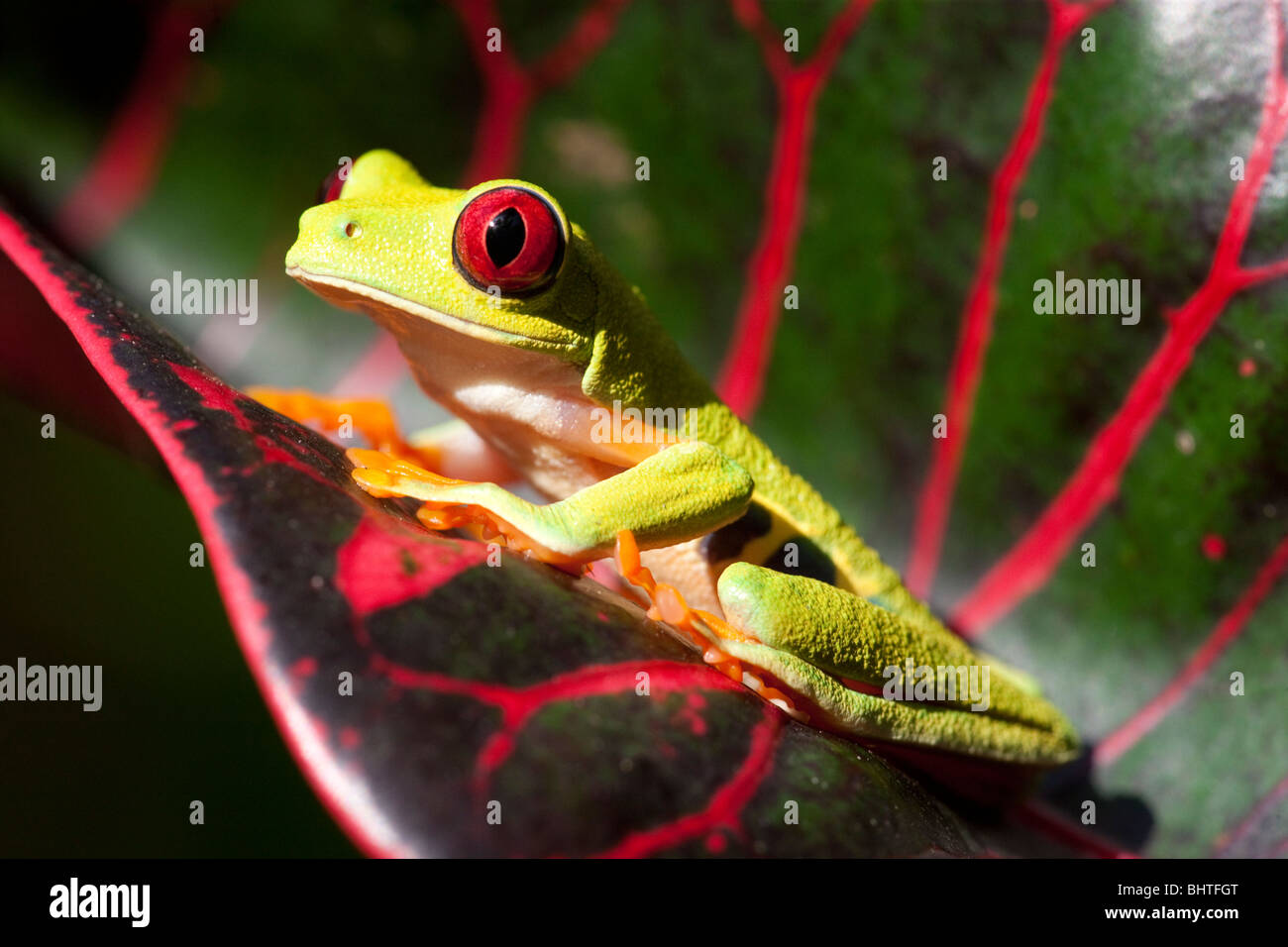 Red-eyed Tree frog, Costa Rica Stock Photo - Alamy
