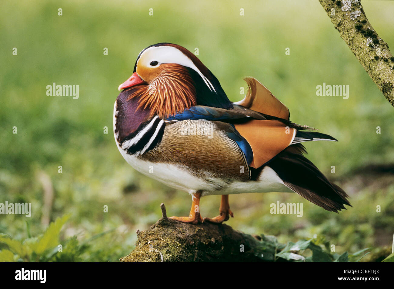 Male canard standing hi-res stock photography and images - Alamy