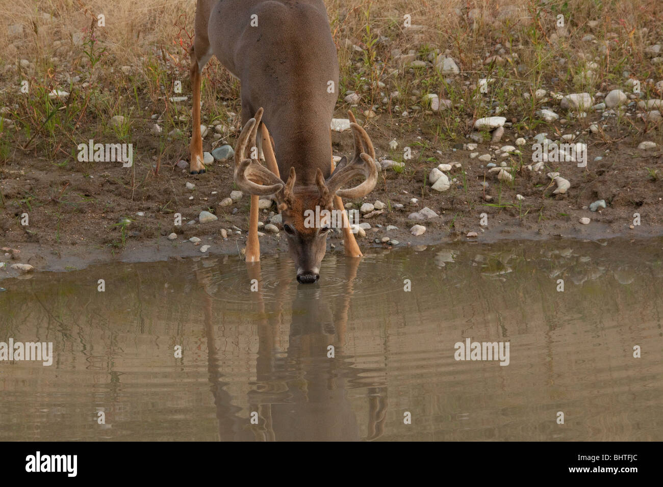 Deer drinking water in stream hi-res stock photography and images - Alamy