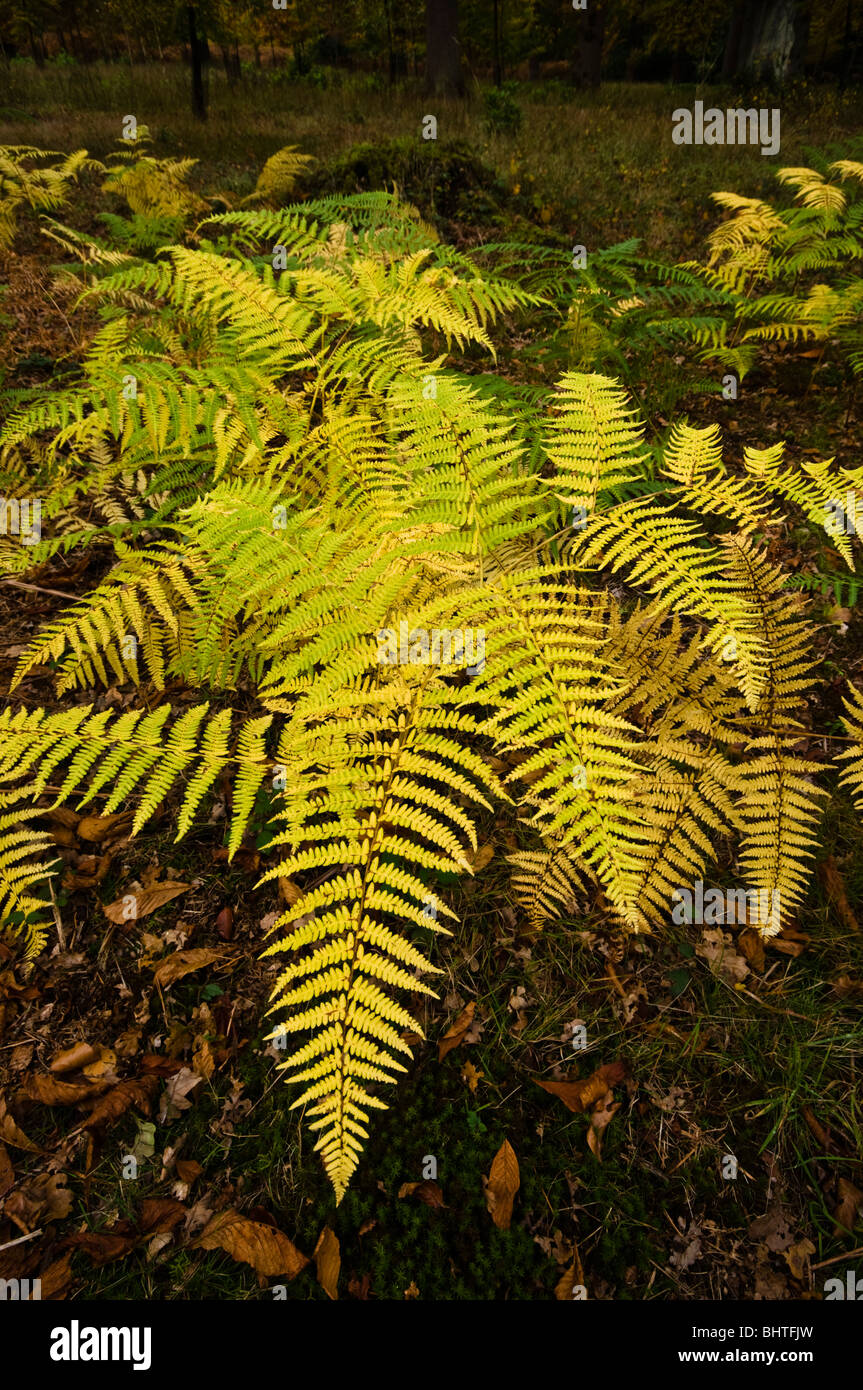 Ferns in autumn colour, Surrey, UK Stock Photo - Alamy