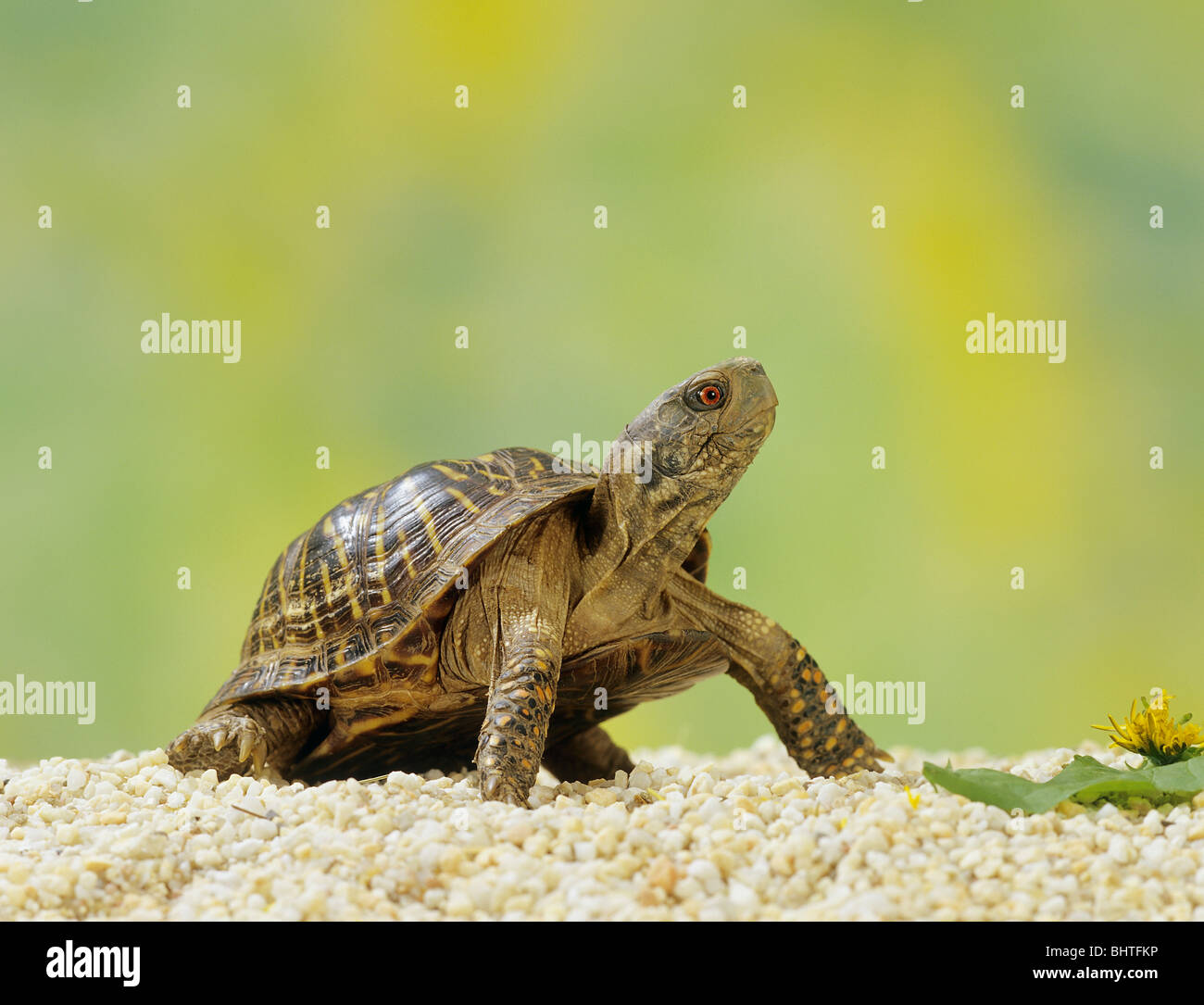 Western box turtles / Chelonia Stock Photo - Alamy
