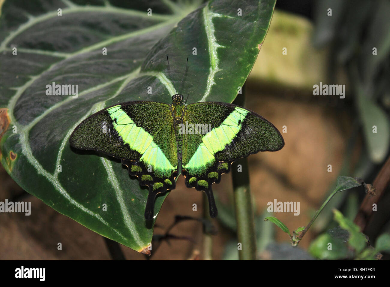 Green-banded swallowtail Butterfly papilio palinurus on leaf Stock ...