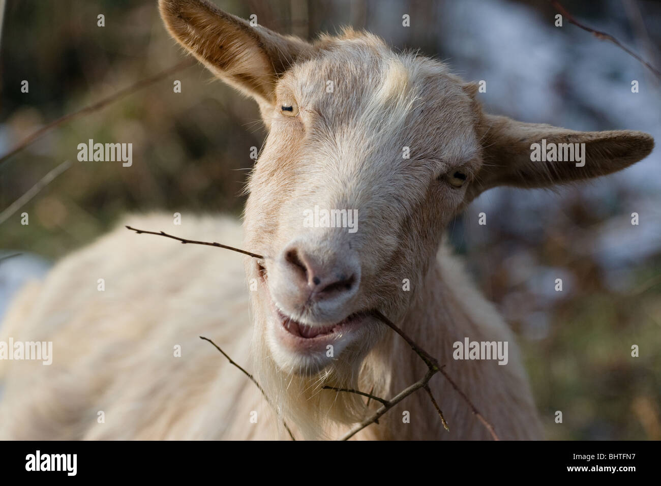 Goat browsing on the bushes in a garden Stock Photo - Alamy