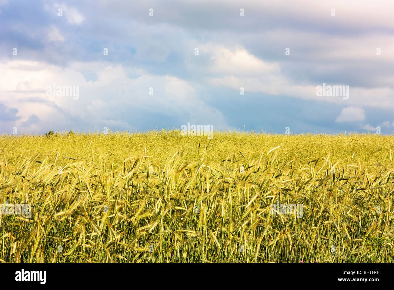 Wheat field crop hi-res stock photography and images - Alamy