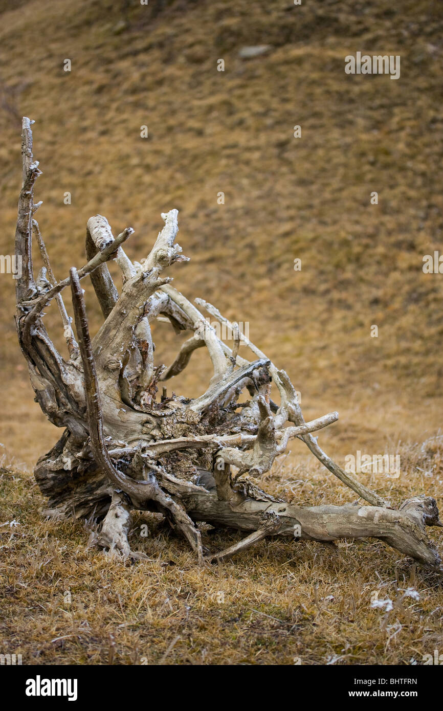 Tree root upside down on a field Stock Photo - Alamy