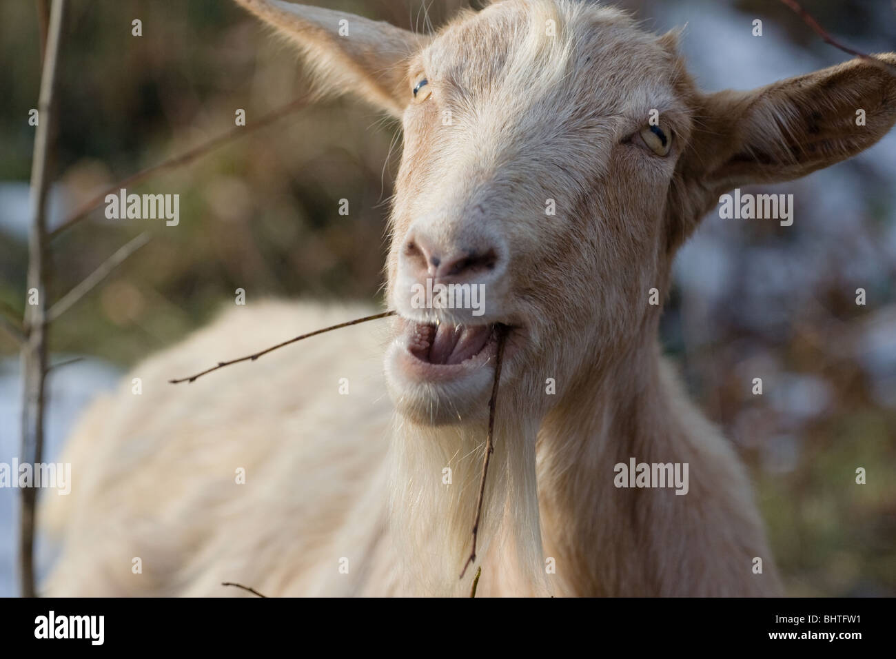 Goat browsing hi-res stock photography and images - Alamy