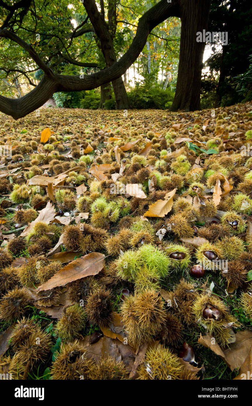 Chestnuts fallen on the ground in autumn, Surrey, UK Stock Photo - Alamy