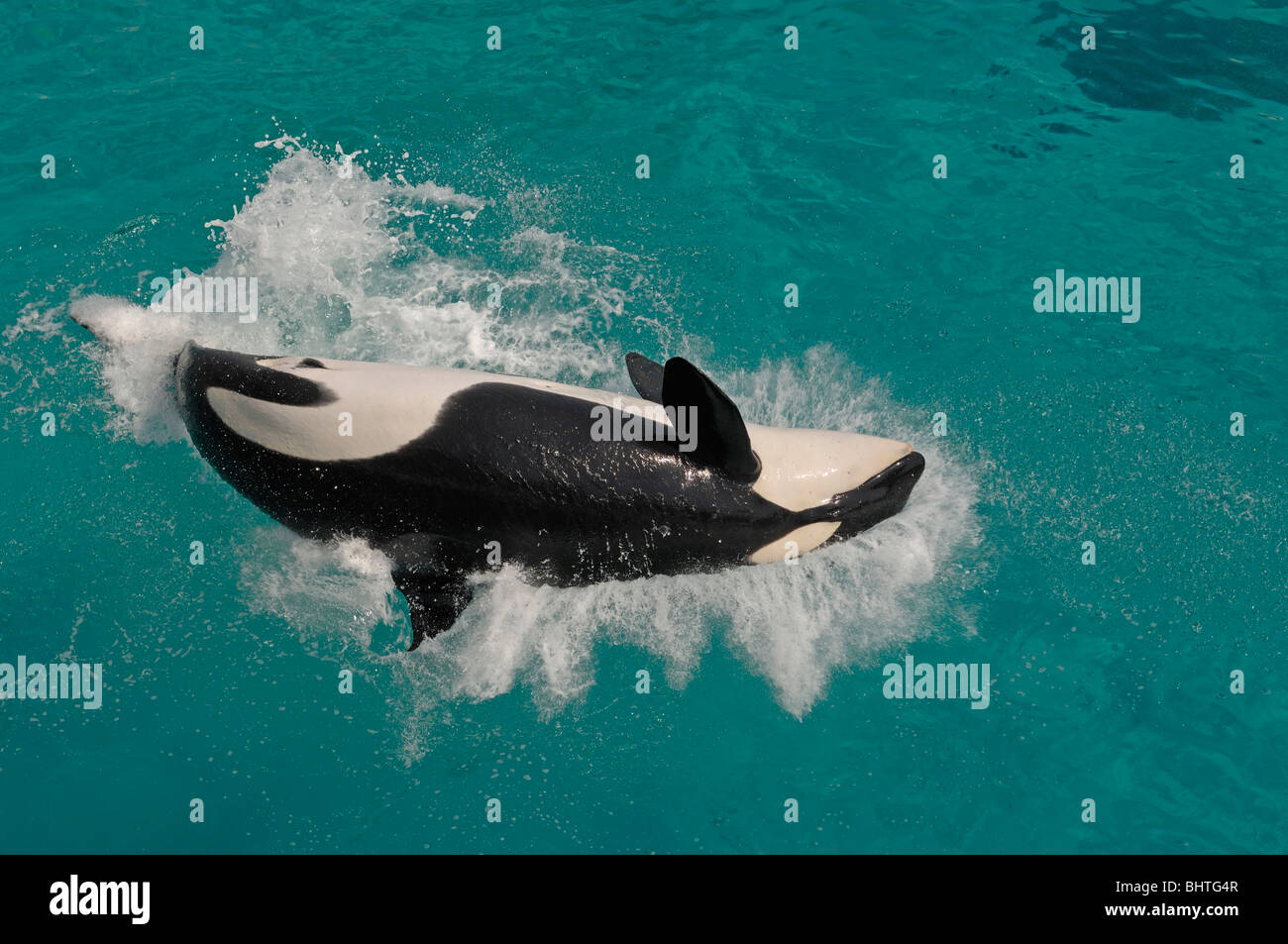 ORCA, KILLER WHALE SPLASHING Stock Photo - Alamy