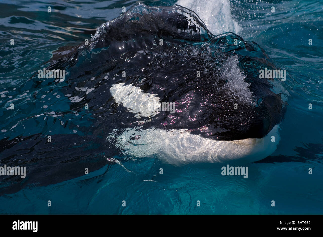 ORCA, KILLER WHALE Stock Photo - Alamy
