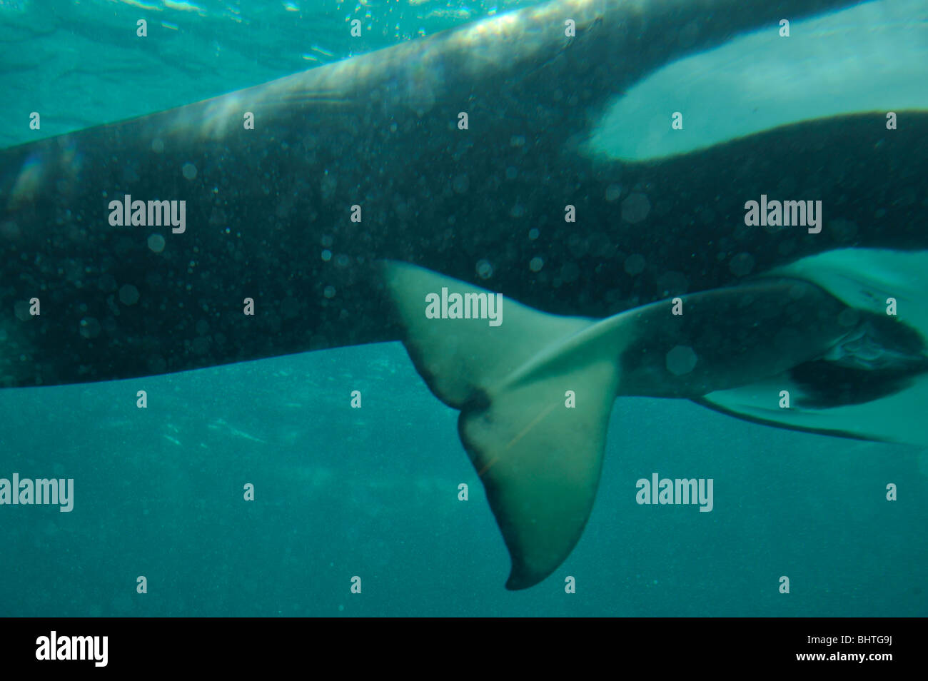 ORCA, KILLER WHALE, GIVING BIRTH Stock Photo - Alamy