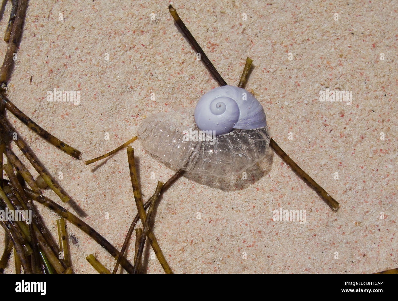 Translucent clear hi-res stock photography and images - Alamy