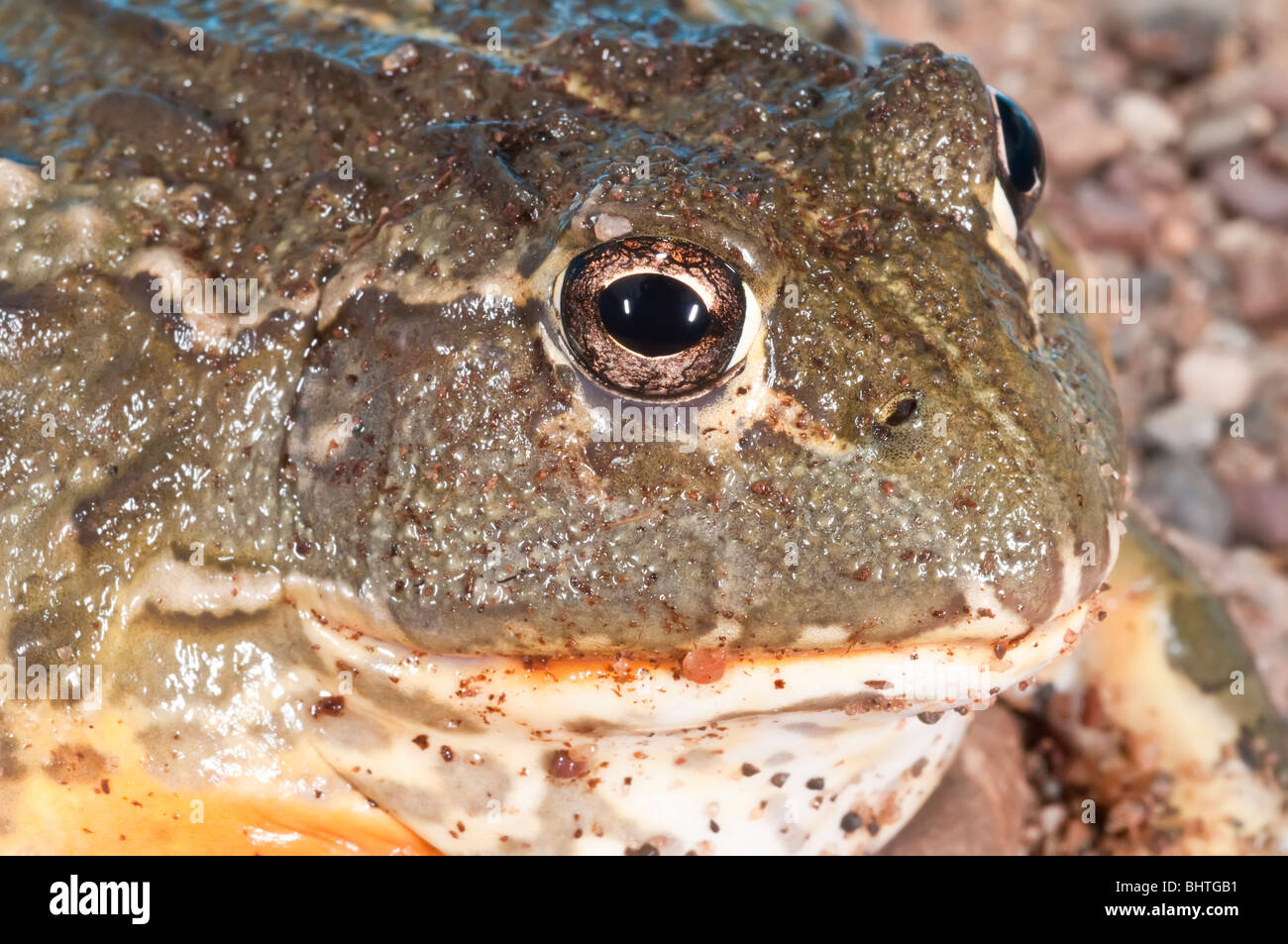 African Bullfrog Teeth