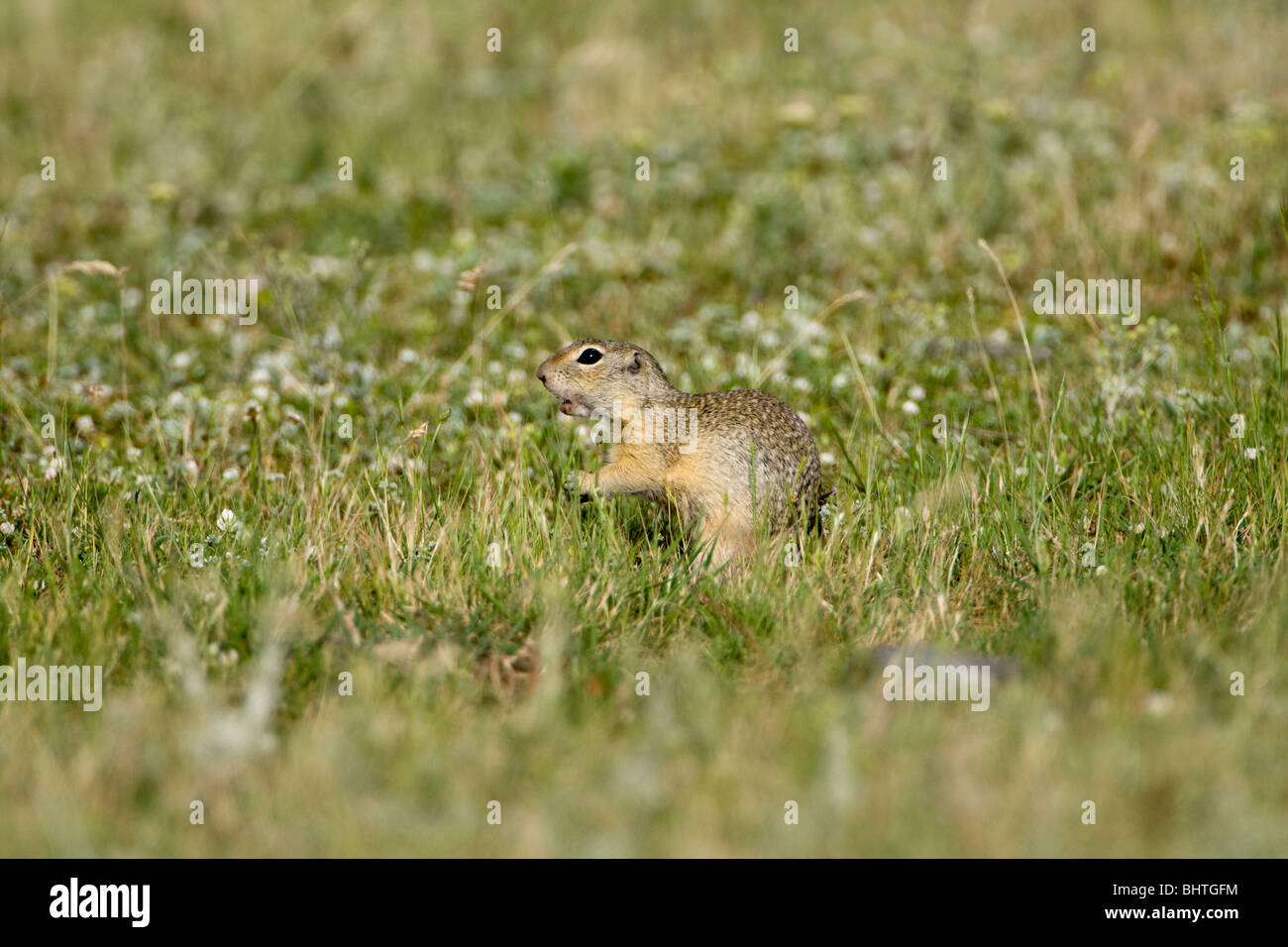 European Souslik (Spermophilus citellus Stock Photo - Alamy