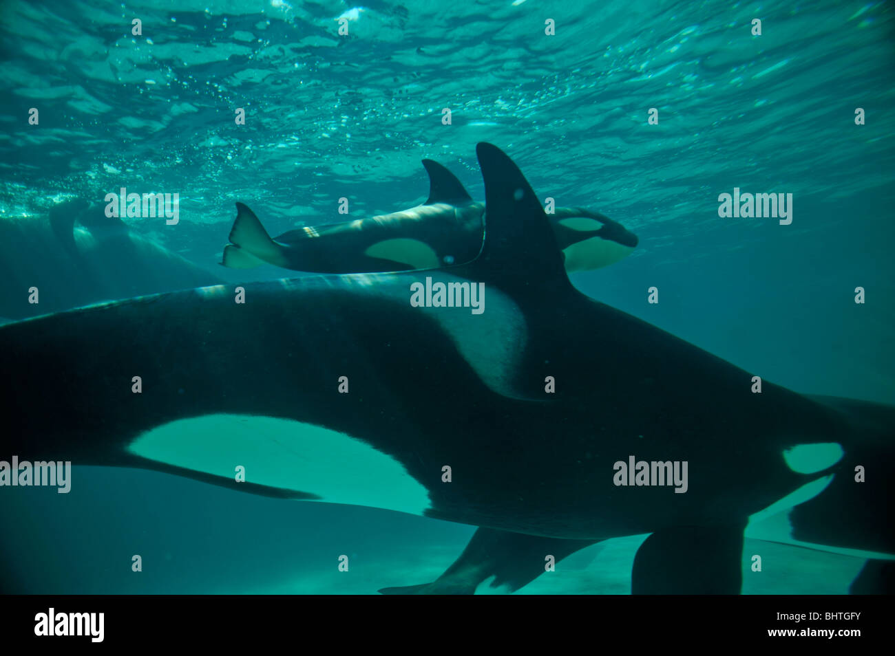 ORCA, KILLER WHALE FAMILY Stock Photo - Alamy