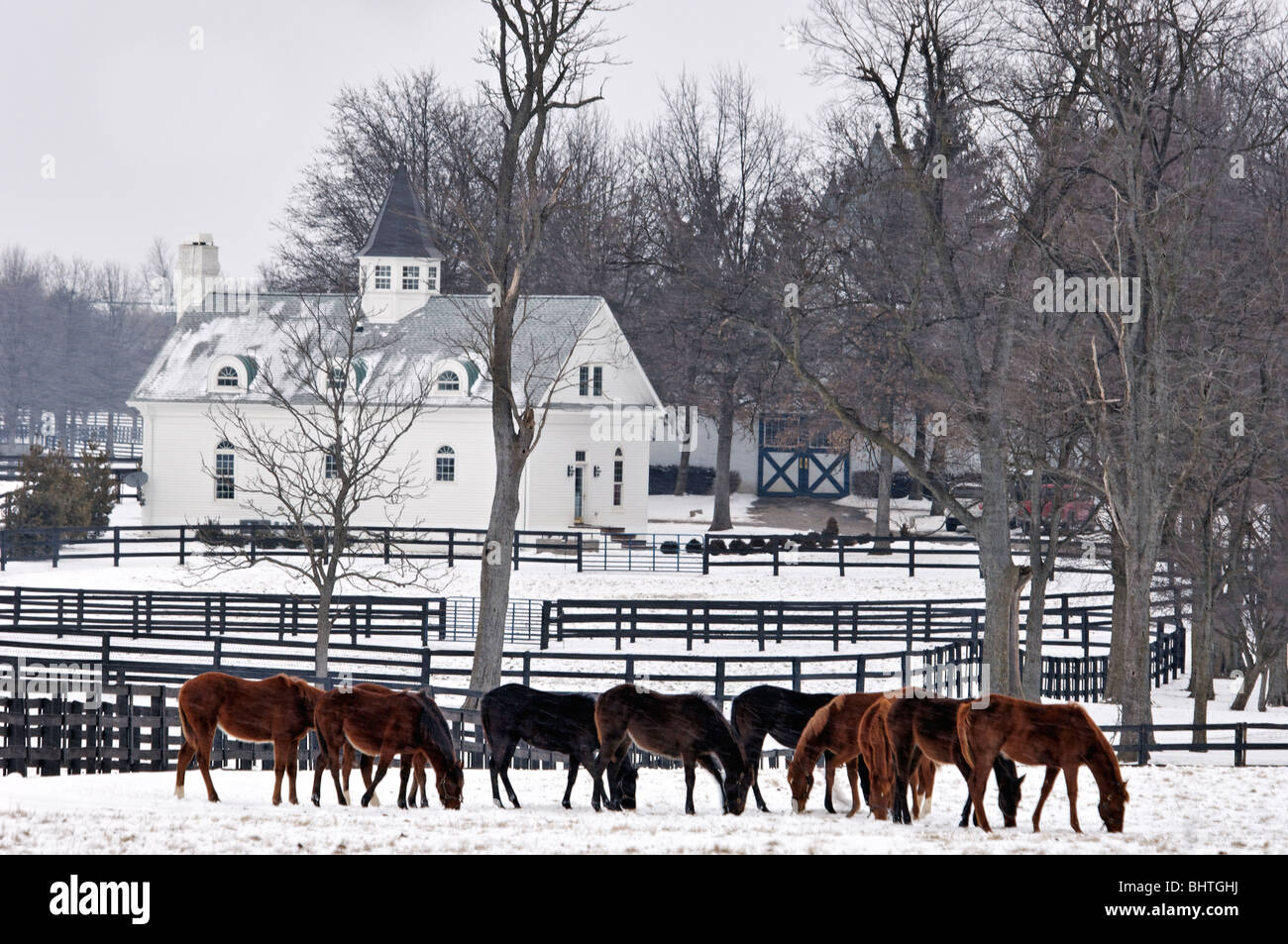 Thoroughbred horse paddock hi-res stock photography and images - Alamy