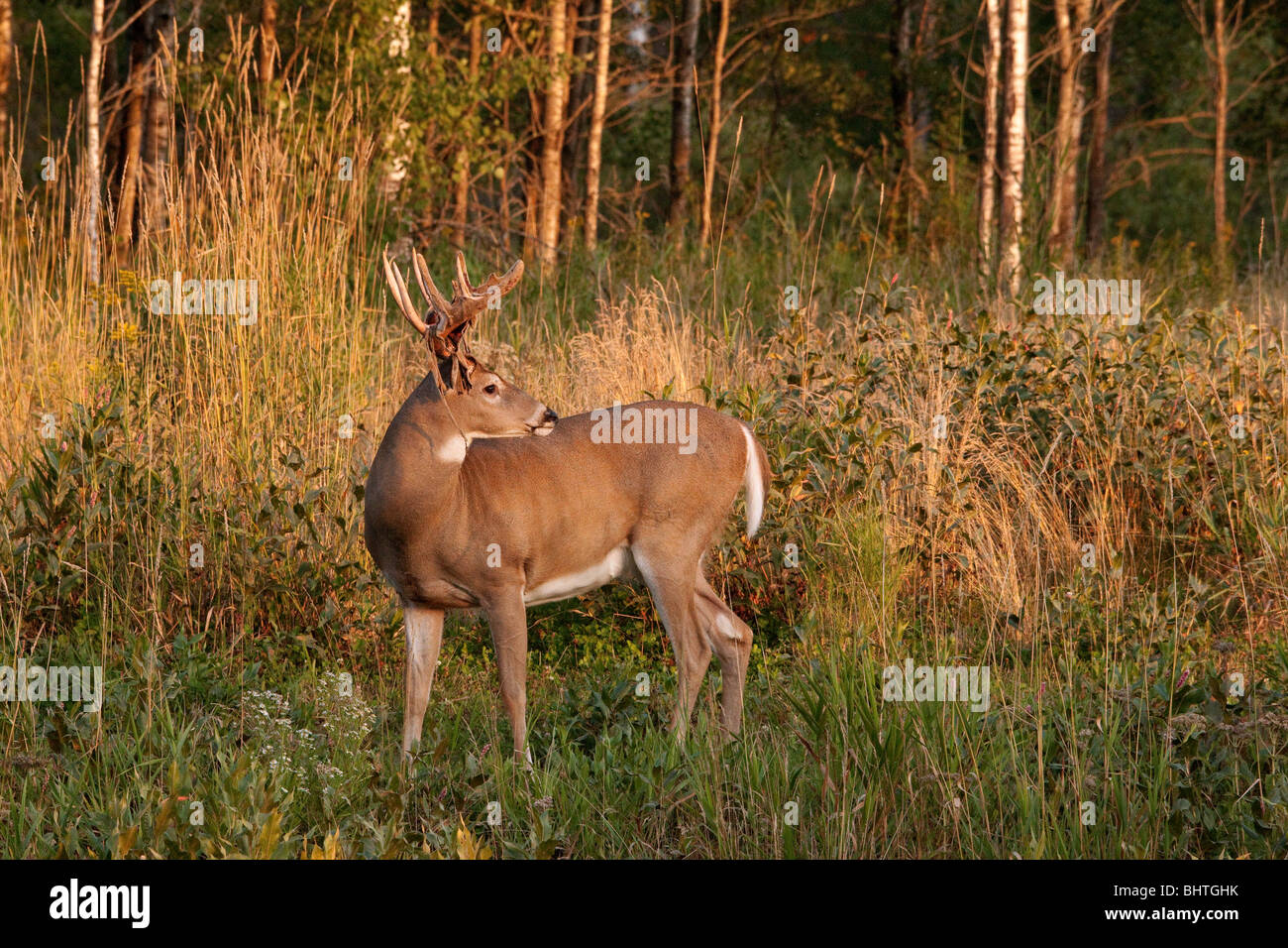 White-tailed buck in fall Stock Photo - Alamy