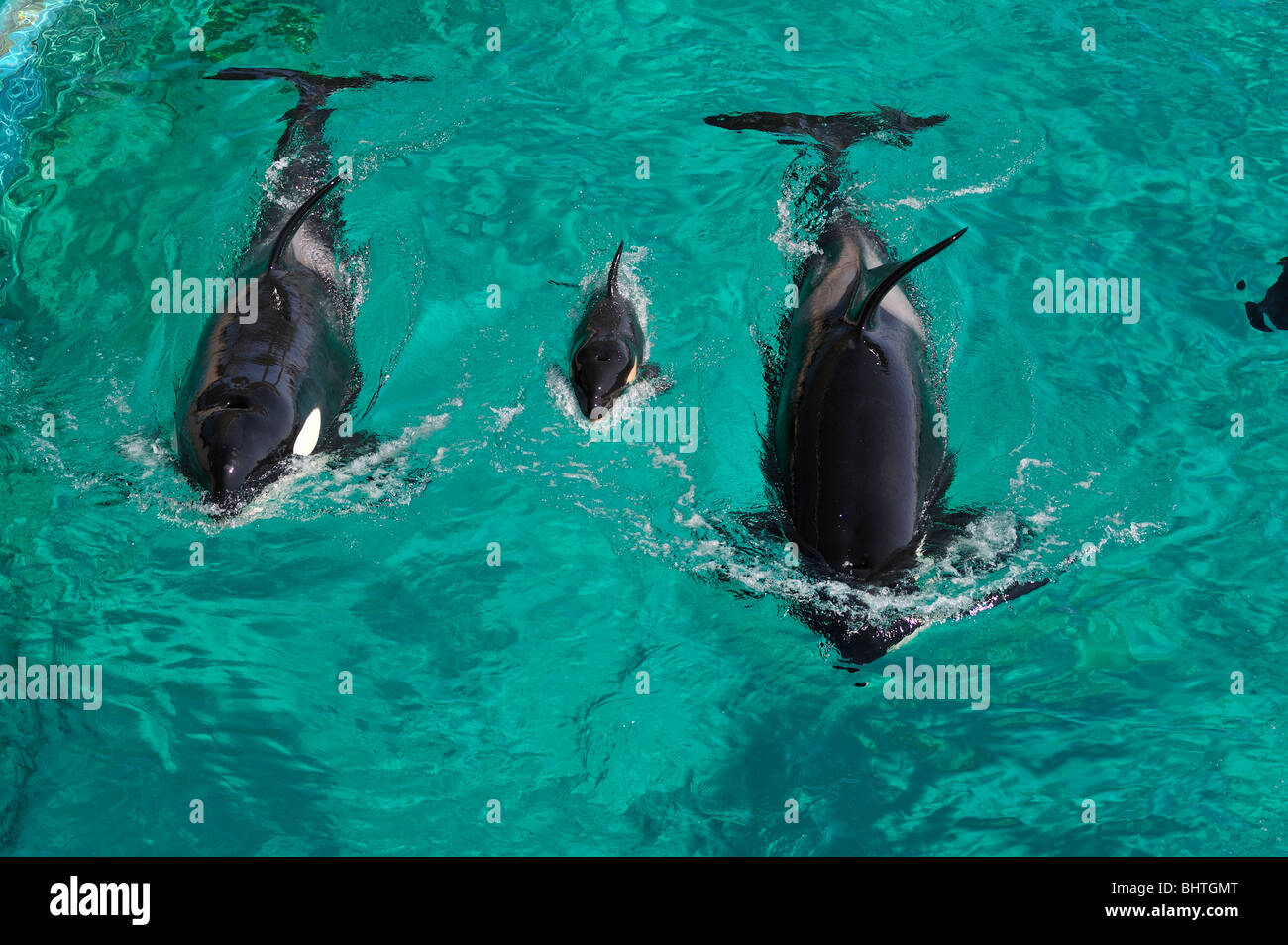 ORCA, KILLER WHALE FAMILY, BREATHING Stock Photo - Alamy