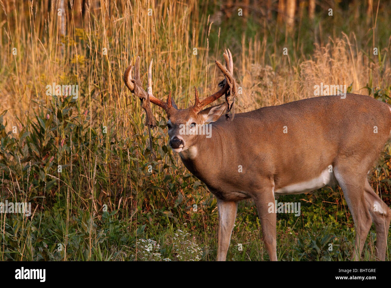 White-tailed buck in fall Stock Photo - Alamy