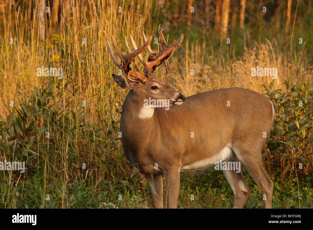 Whitetail deer buck shedding velvet hi-res stock photography and images ...