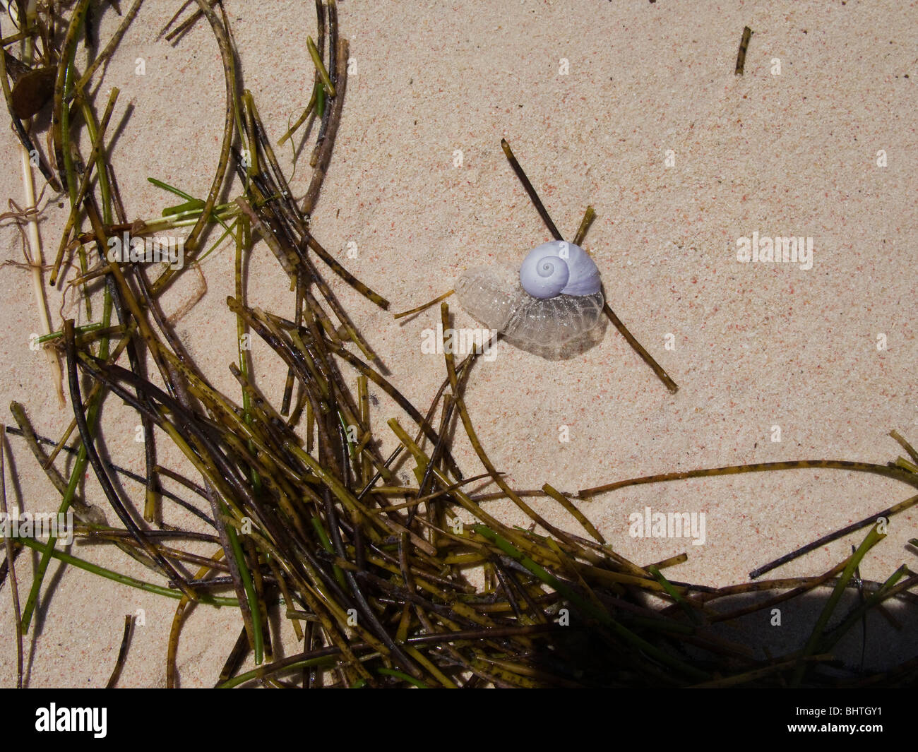 Translucent shell hi-res stock photography and images - Alamy