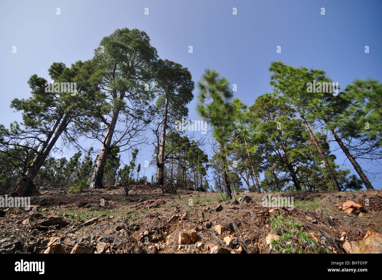 Canarian pine pinus canariensis hi-res stock photography and images - Alamy