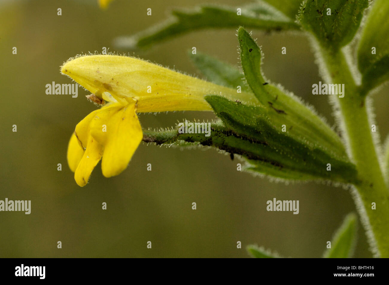 Yellow bartsia hi-res stock photography and images - Alamy