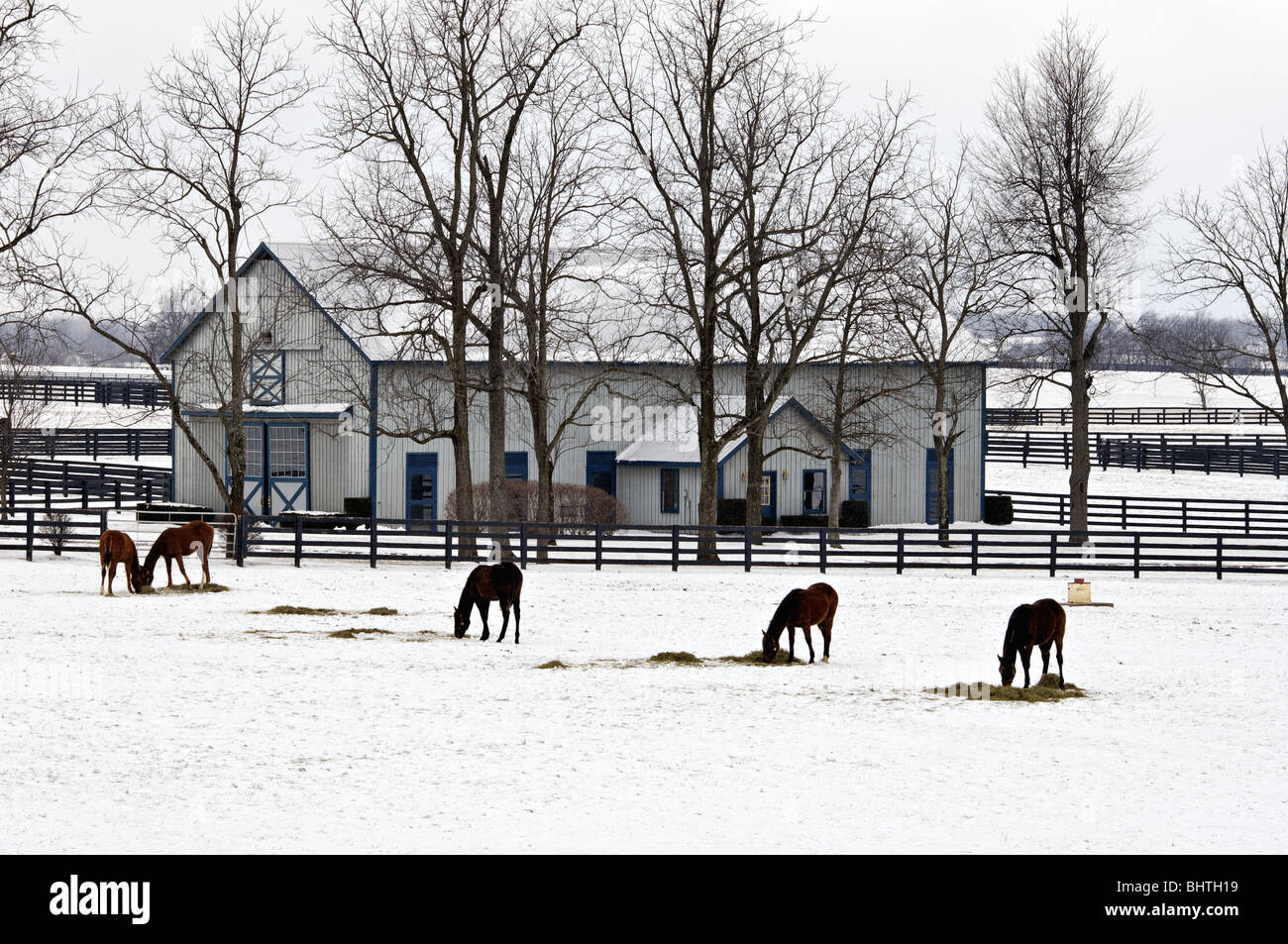 Thoroughbred horse snow hi-res stock photography and images - Alamy