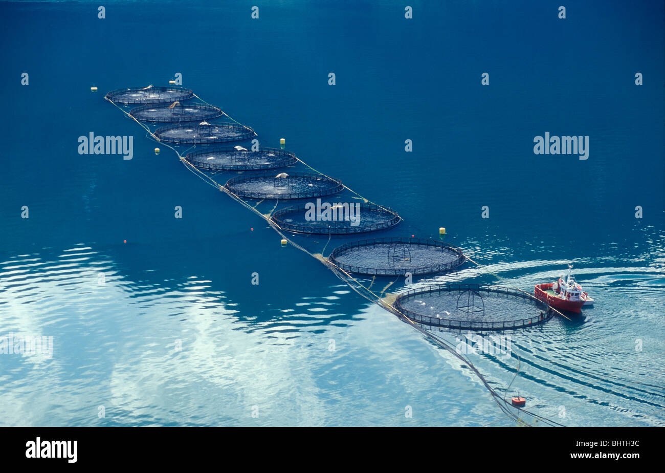 Salmon farm, Norway Stock Photo - Alamy