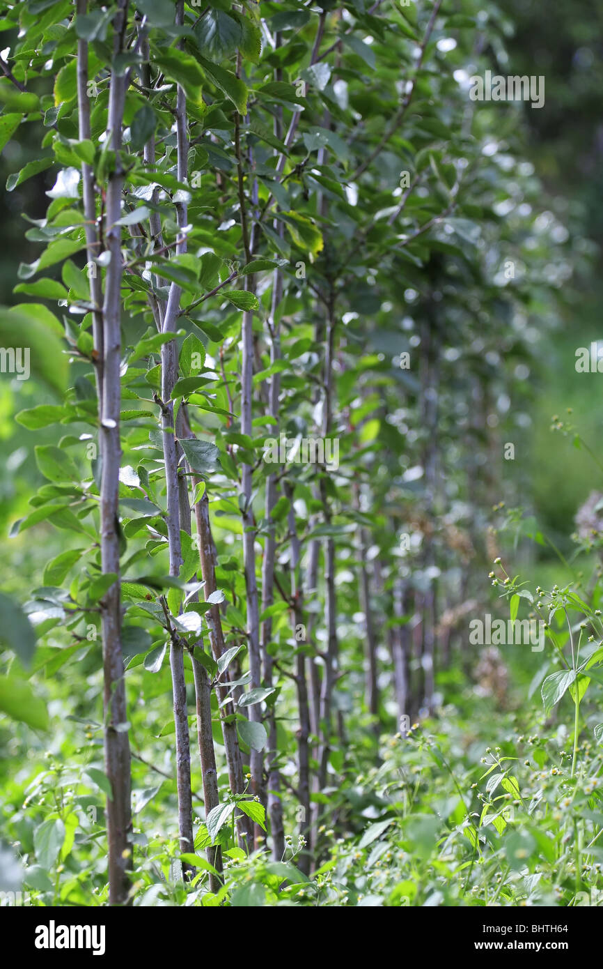 Nursery with young plum trees Stock Photo - Alamy