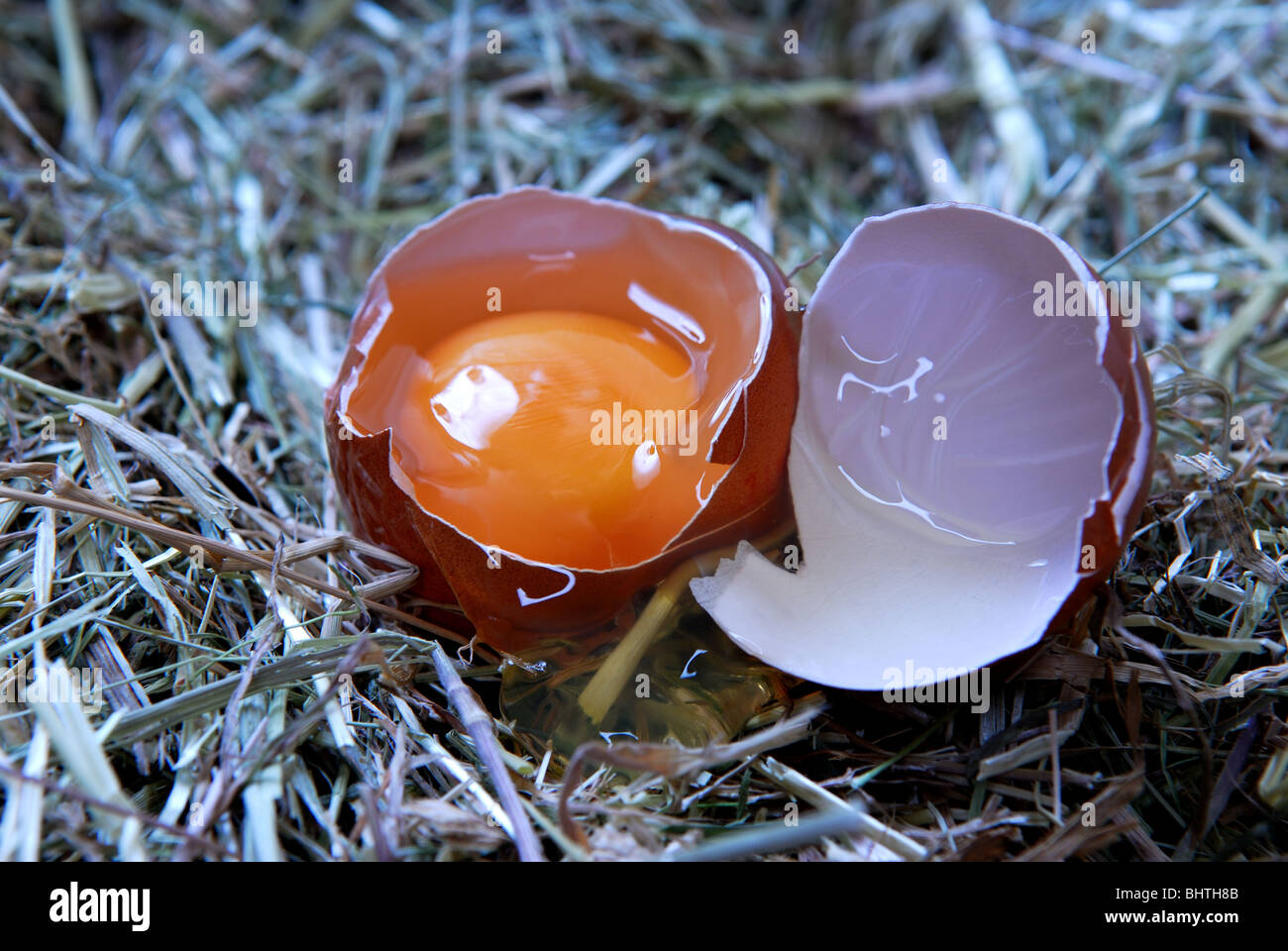 Fresh Chicken's Eggs and Yoke Stock Photo - Alamy