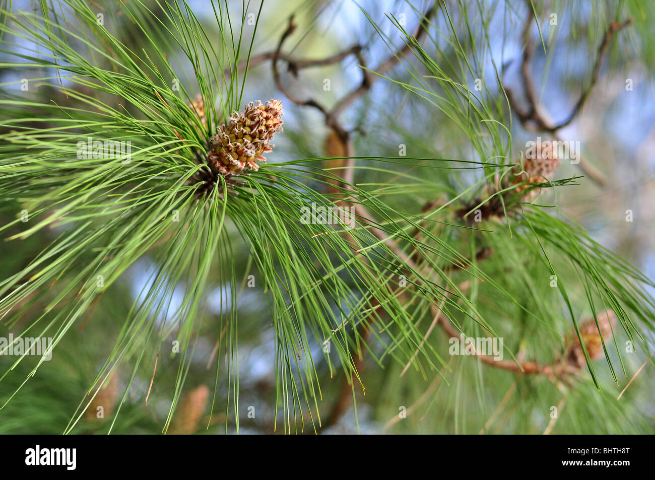 Canarian pine pinus canariensis hi-res stock photography and images - Alamy