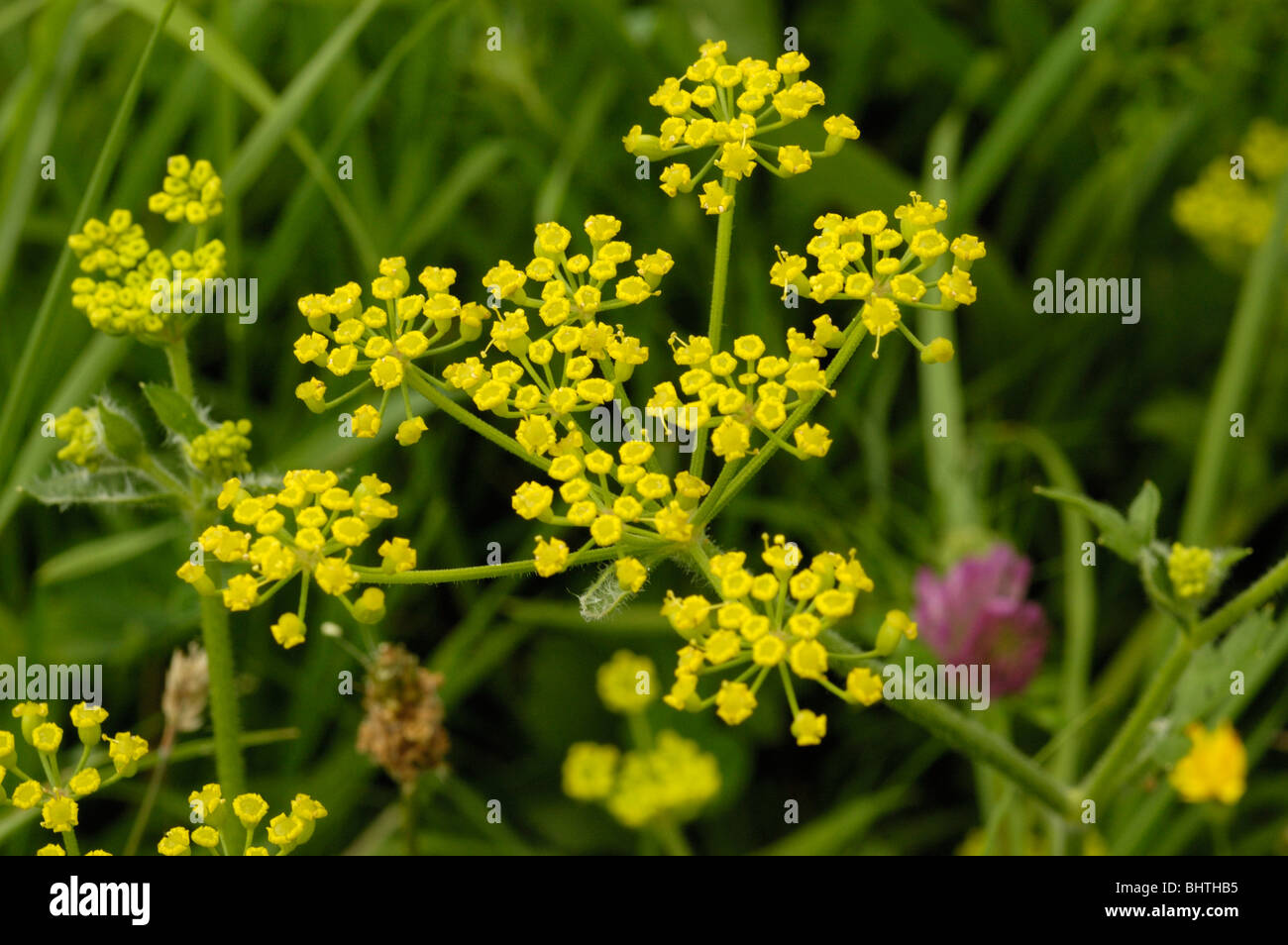 Wild Parsnip flower, pastinaca sativa Stock Photo - Alamy