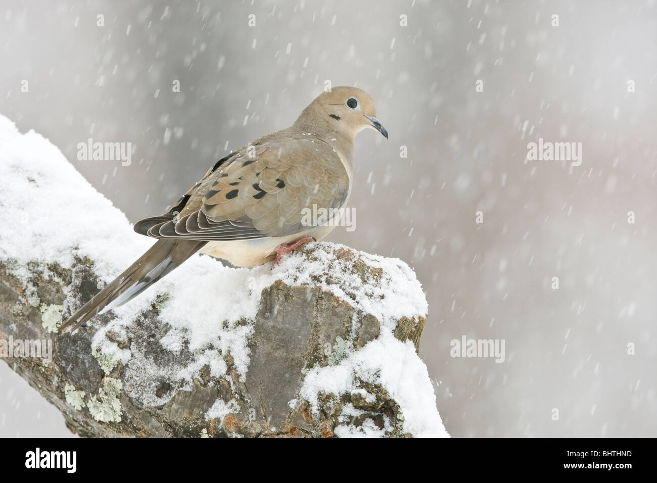 Mourning Dove In Snow High Resolution Stock Photography and Images - Alamy