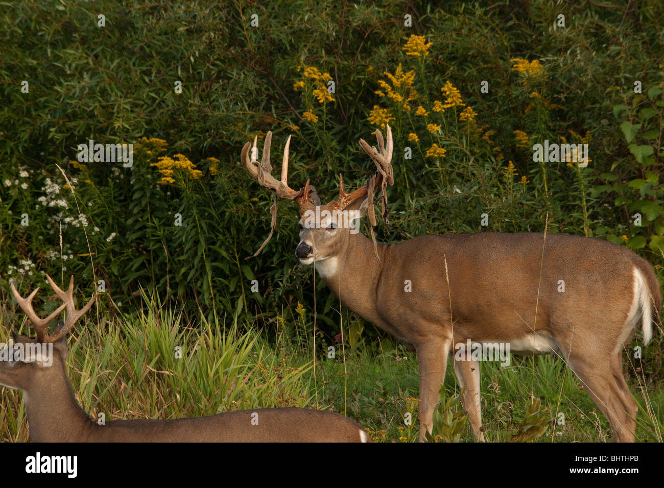 Whitetail deer buck shedding velvet hi-res stock photography and images ...