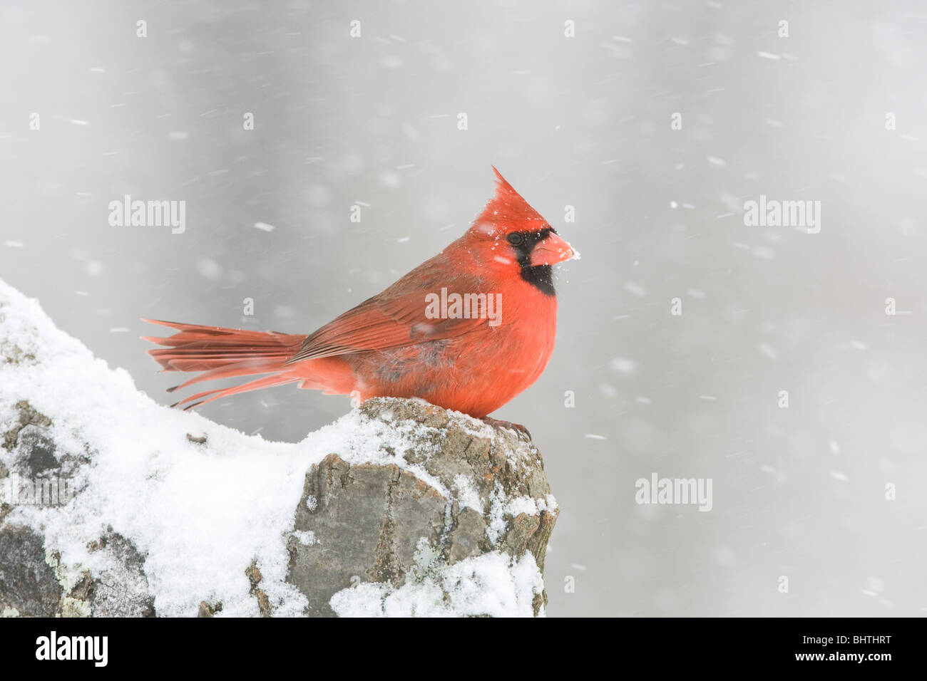 Birds in falling snow hi-res stock photography and images - Alamy