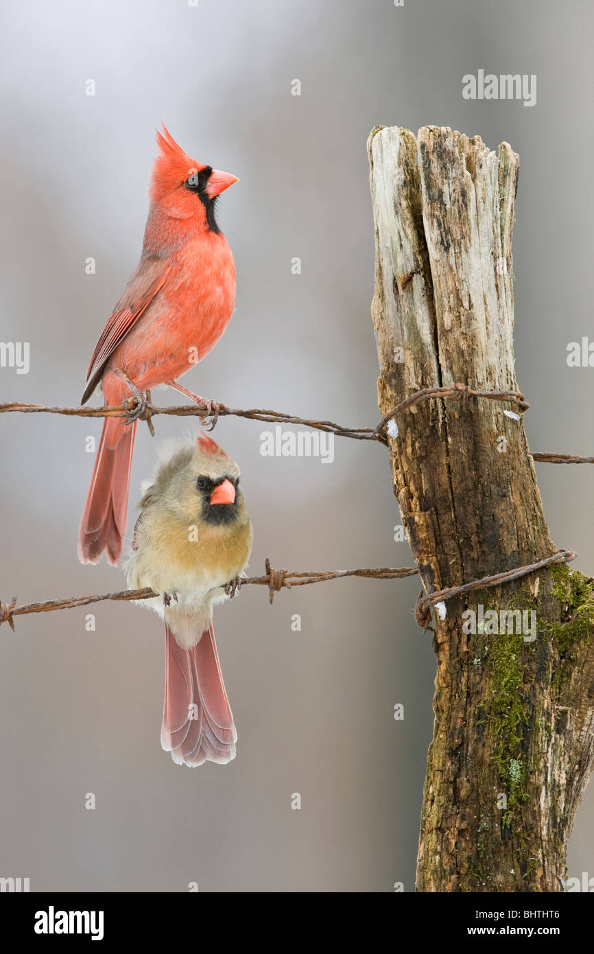 Northern Cardinals perched on fence in winter - vertical Stock Photo ...