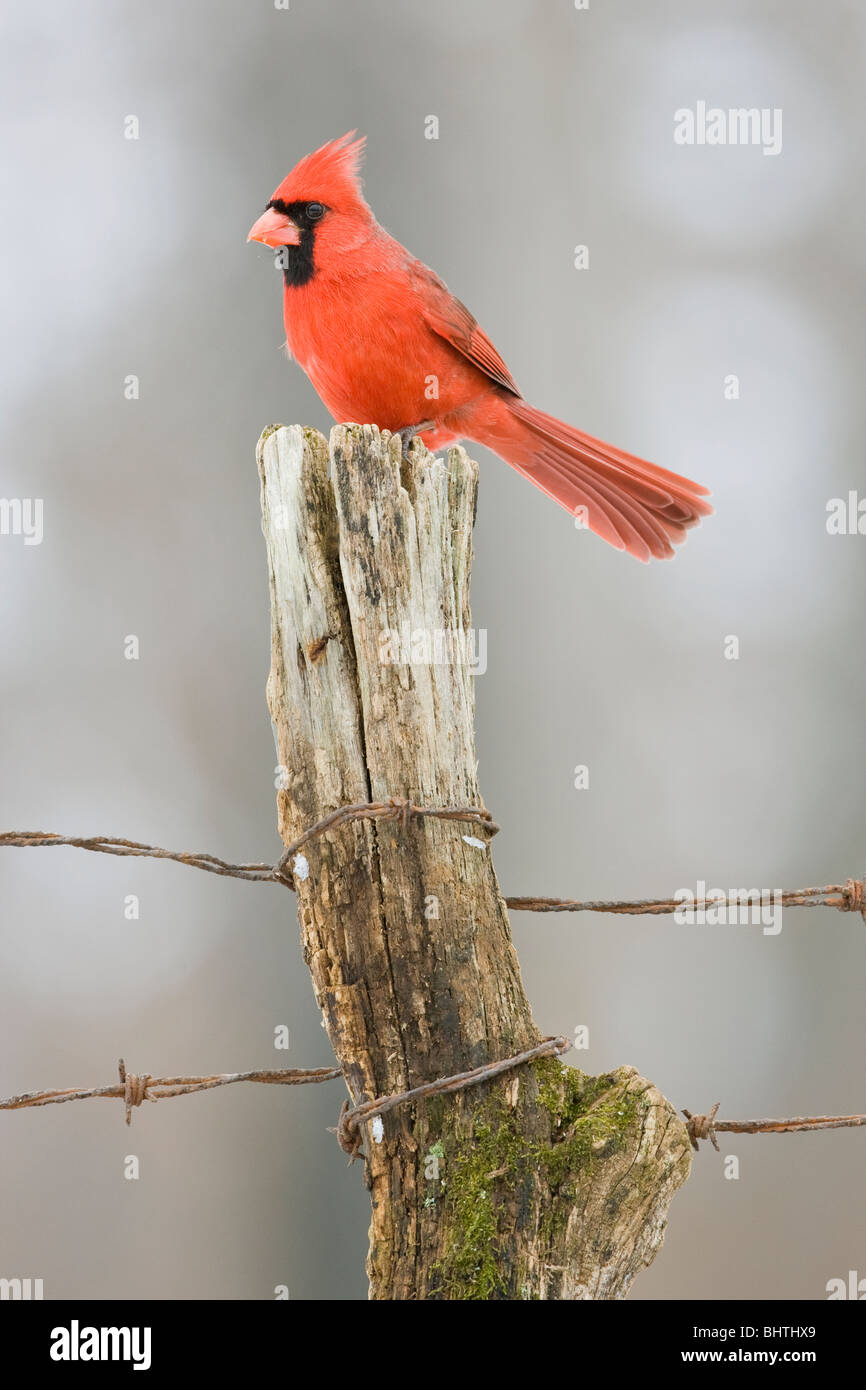 Northern Cardinal perched on Fence Post in Winter - Vertical Stock ...