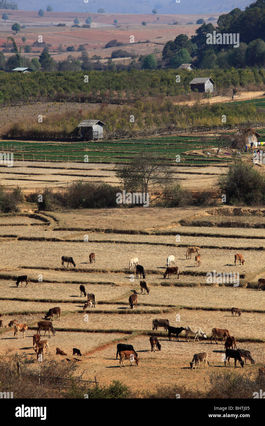 Myanmar, Burma, Shan State, farmland, grazing cattle Stock Photo - Alamy