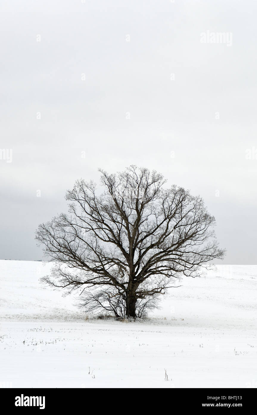Lone Oak Tree in Snow Covered Field in Harrison County, Indiana Stock ...