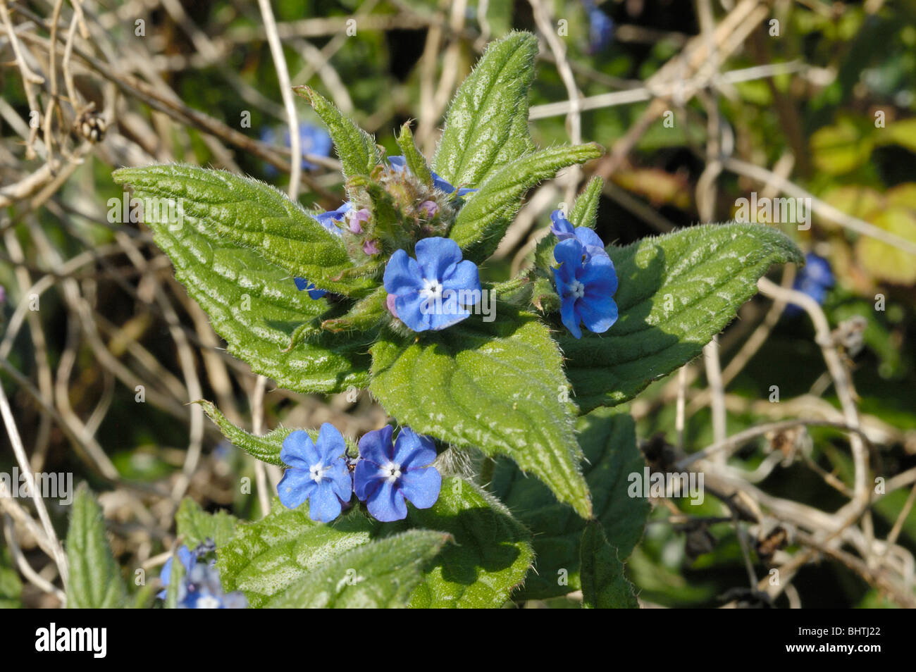 Evergreen bugloss pentaglottis sempervirens hi-res stock photography ...