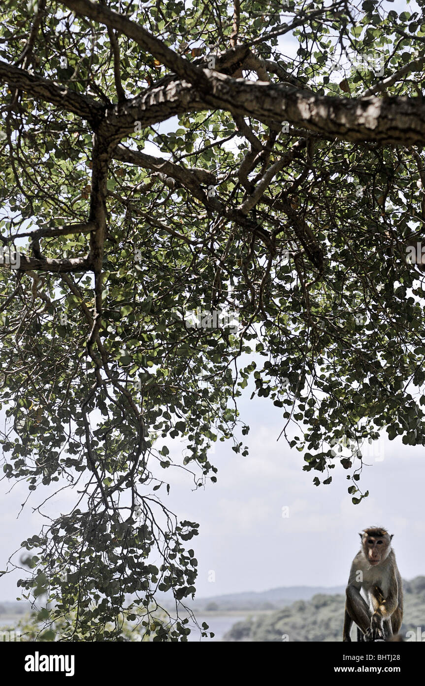 A monkey sitting below a tree Stock Photo - Alamy